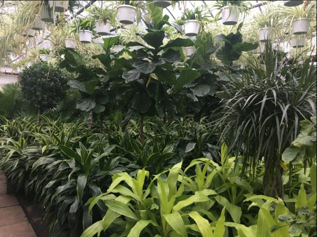 5 Best Toronto Plant Shops in North York • FloralBASH